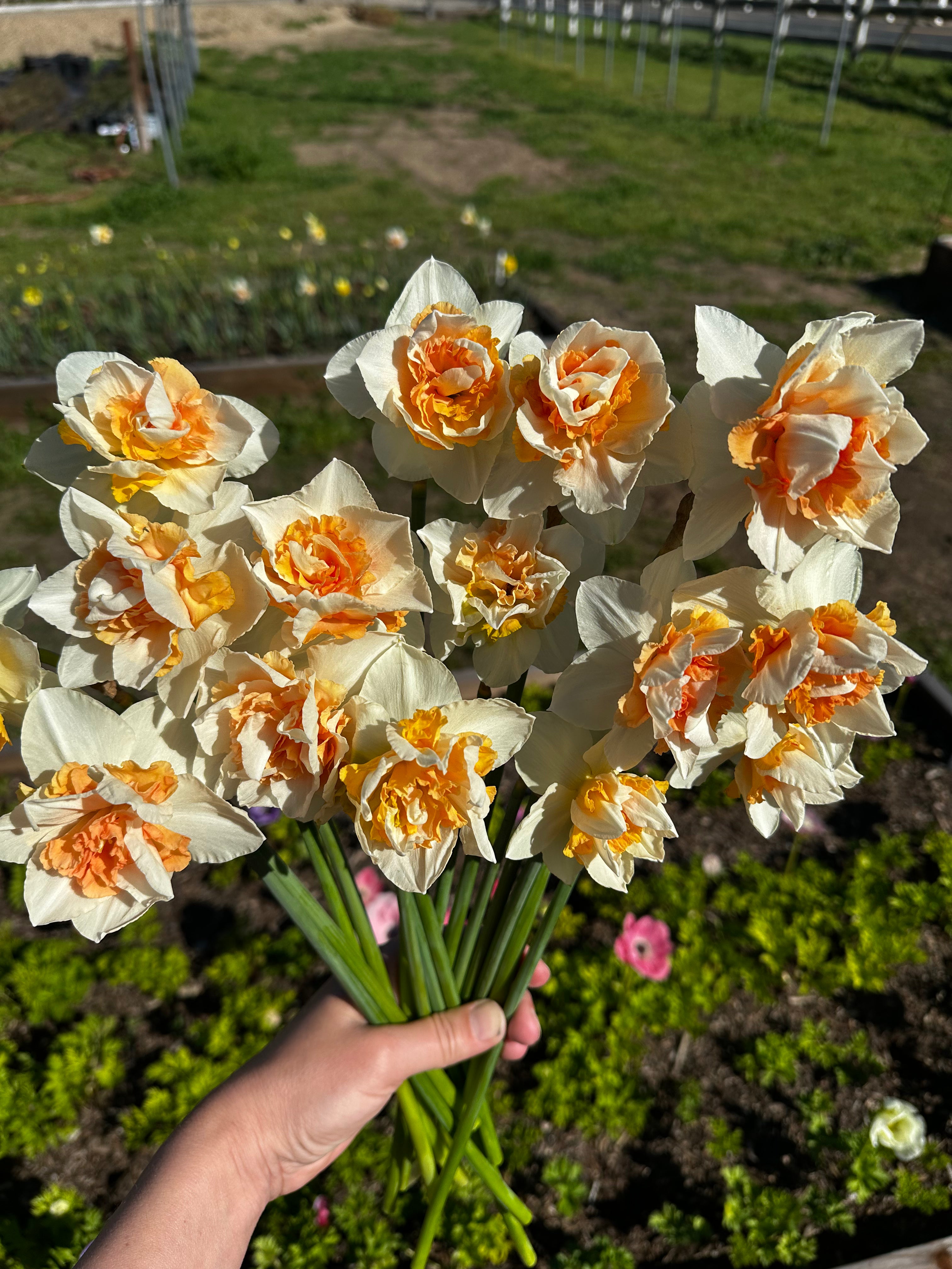 Daffodil Sweet Paradise – Elm Creek Flower Farm