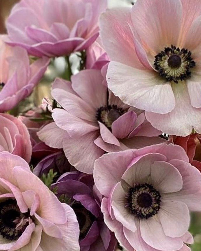 Anemone Mistral Rarity – Elm Creek Flower Farm