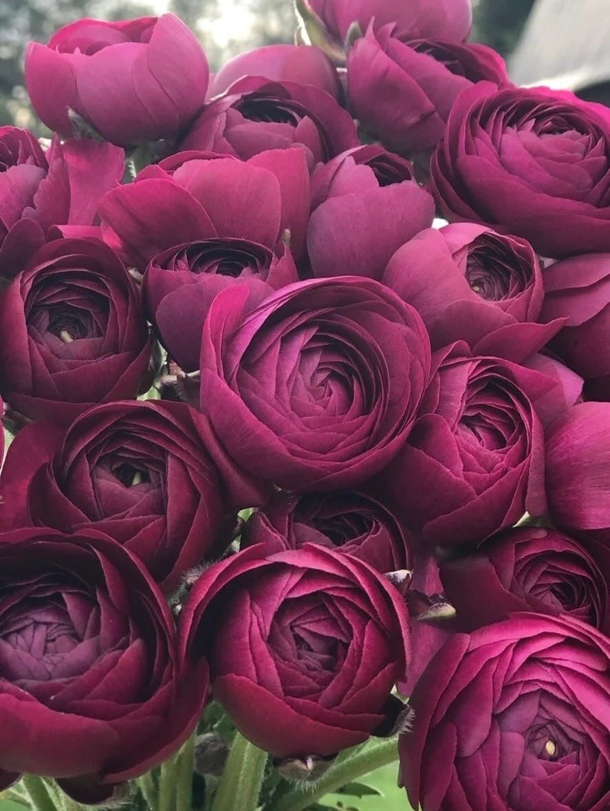 Ranunculus Amandine Violet – Elm Creek Flower Farm