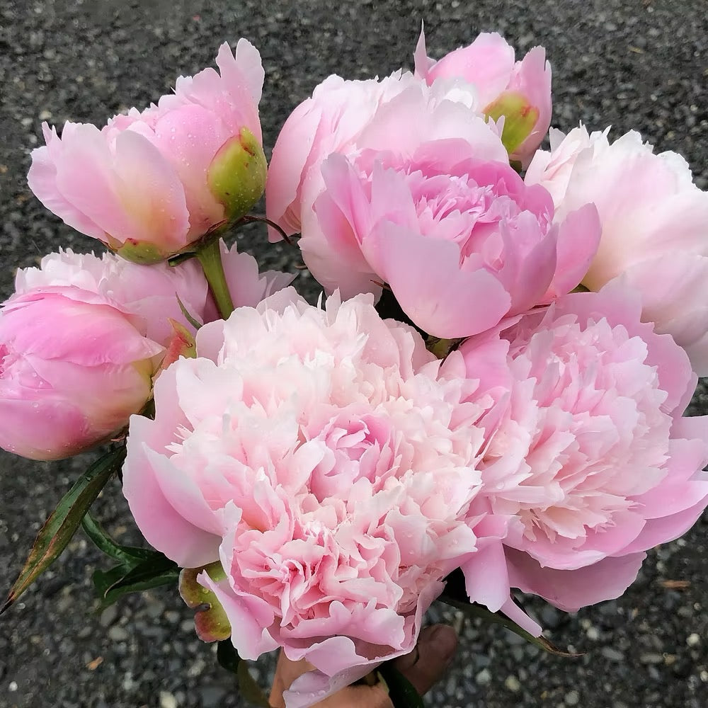 Peony Pecher – Elm Creek Flower Farm