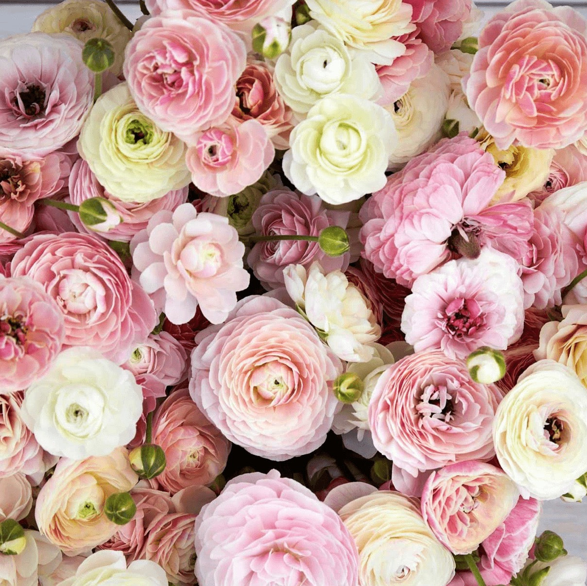 Ranunculus Amandine Porcelaine – Elm Creek Flower Farm